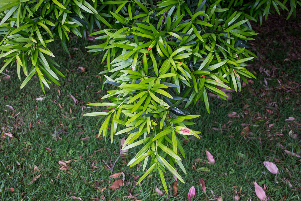Podocarpus elatus / IPlantz