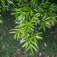 Podocarpus elatus / IPlantz