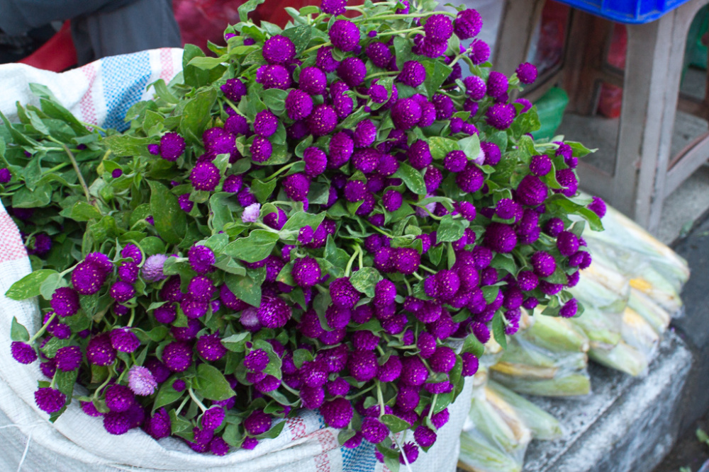 Gomphrena globosa / IPlantz