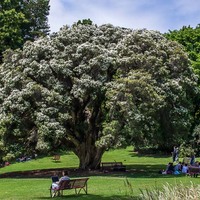 Melaleuca linariifolia / IPlantz