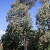 Eucalyptus sideroxylon / IPlantz