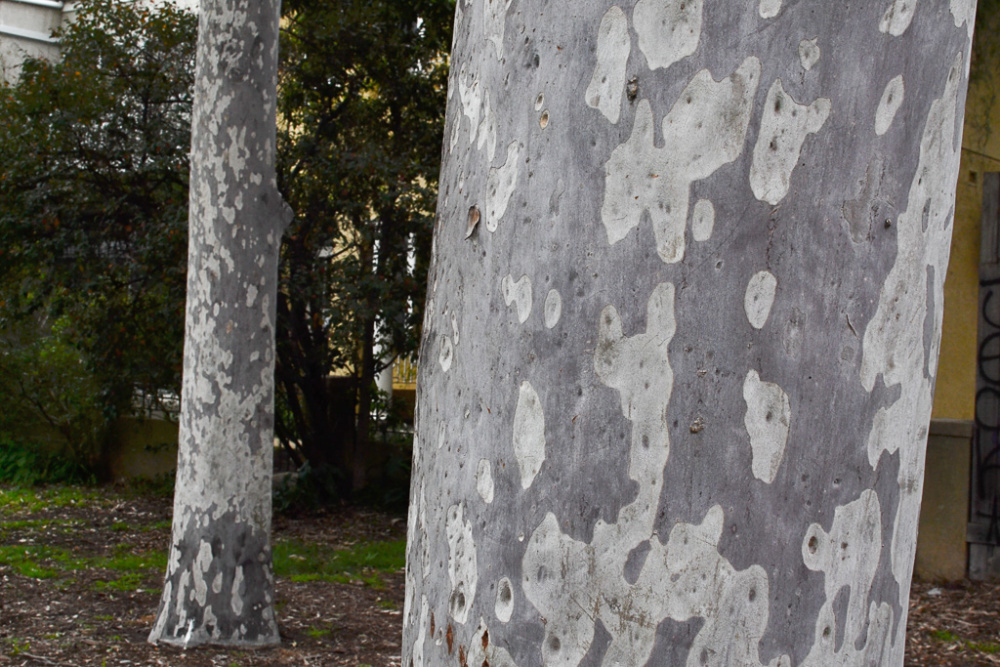 Corymbia maculata / IPlantz