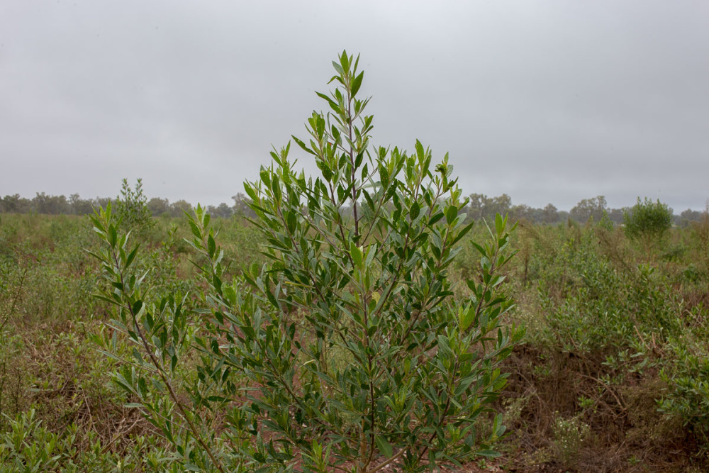 Duboisia myoporoides / IPlantz
