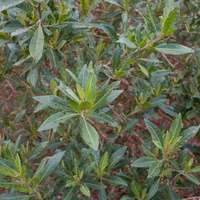 Duboisia myoporoides / IPlantz