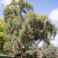 Eucalyptus melliodora / IPlantz