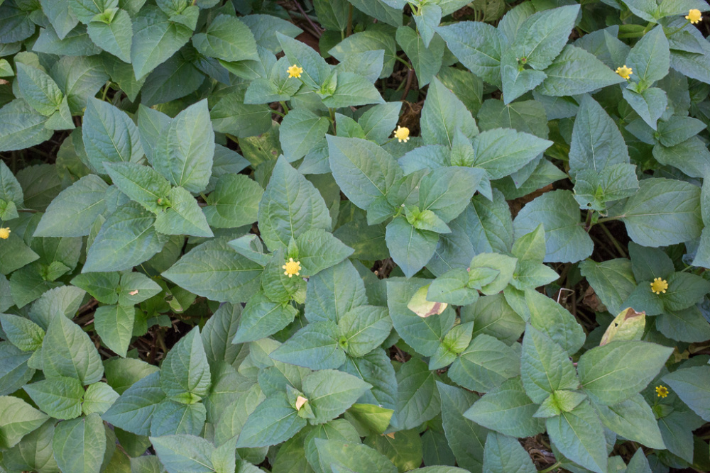 Acmella oleracea / IPlantz