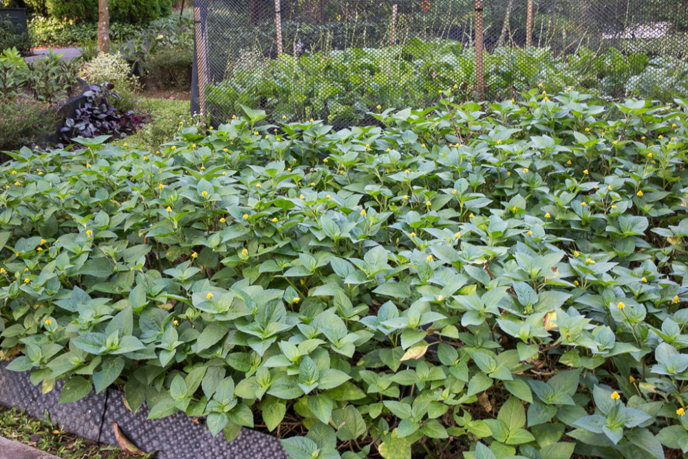 Acmella oleracea / IPlantz