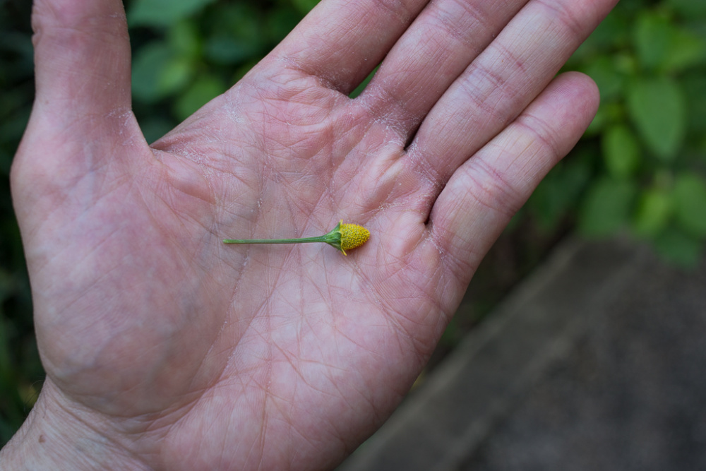 Acmella oleracea / IPlantz