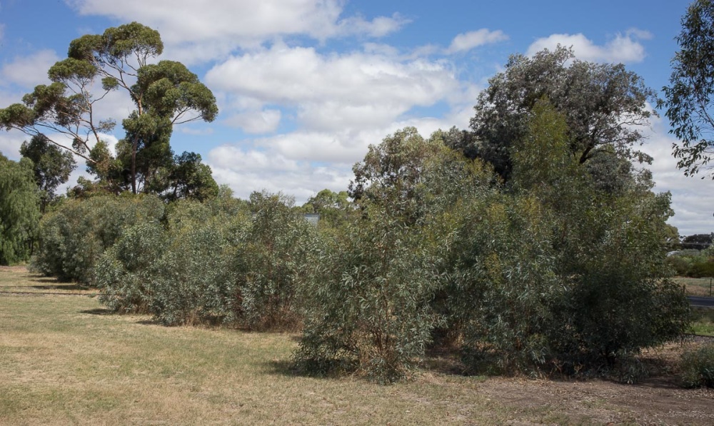 Eucalyptus polybractea / IPlantz