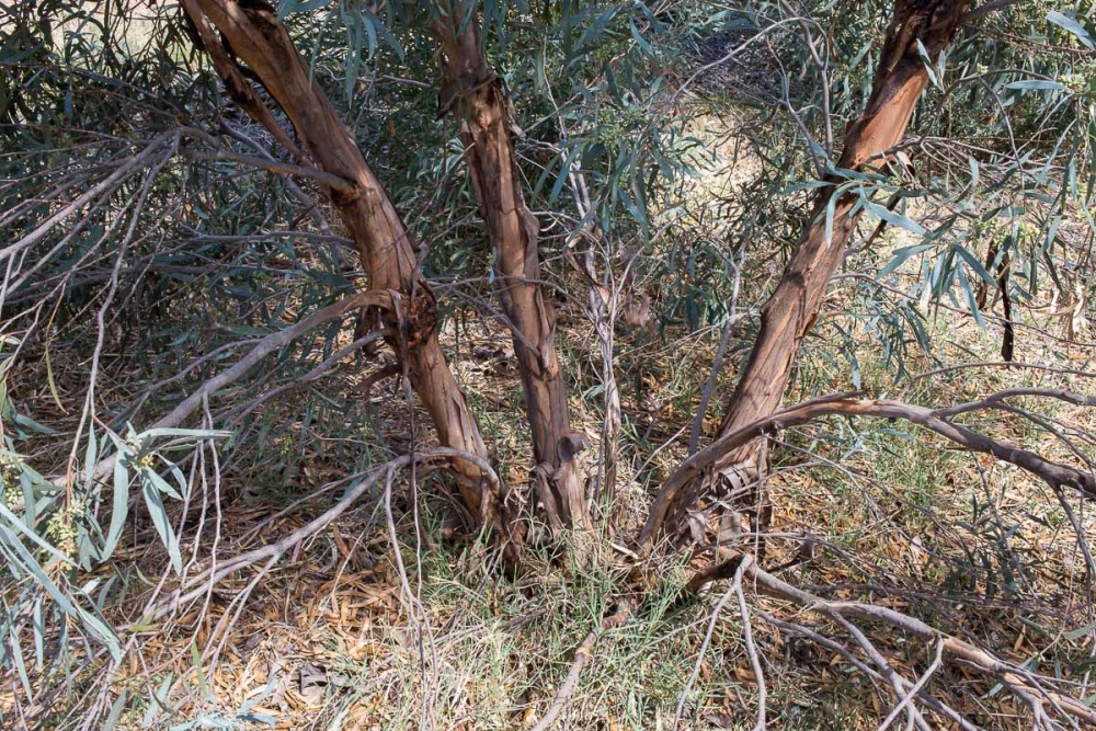 Eucalyptus polybractea / IPlantz