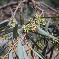 Eucalyptus polybractea / IPlantz