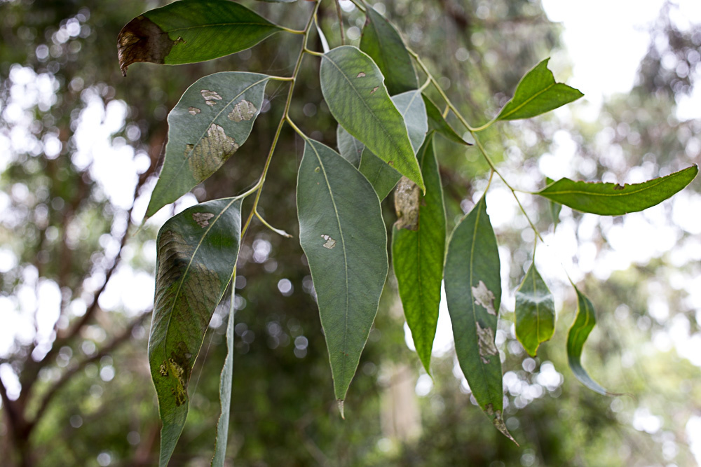 Eucalyptus radiata / IPlantz
