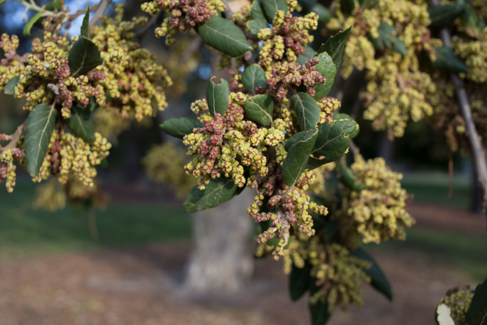 Quercus suber / IPlantz