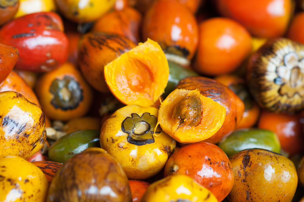 Bactris gasipaes / IPlantz