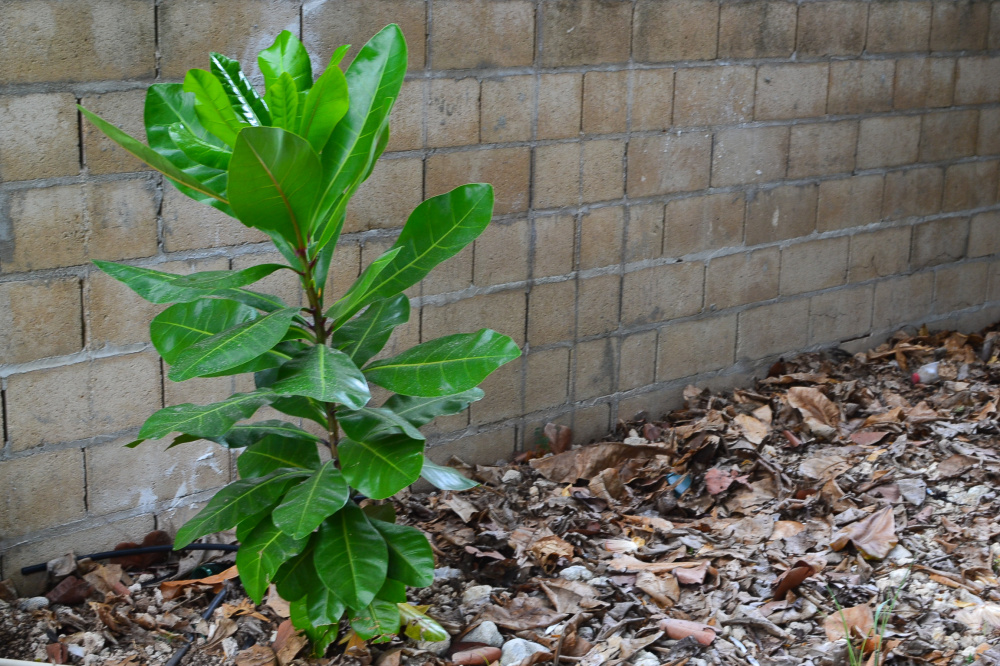 Barringtonia asiatica / IPlantz