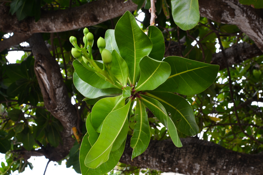 Barringtonia asiatica / IPlantz