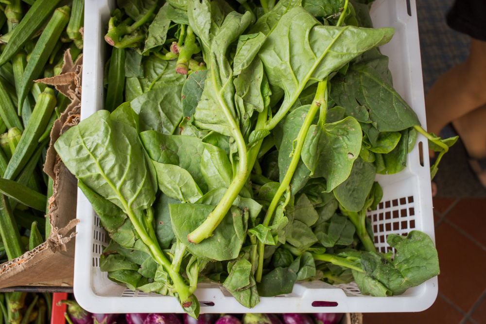 Basella alba / IPlantz