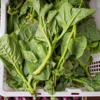 Basella alba / IPlantz