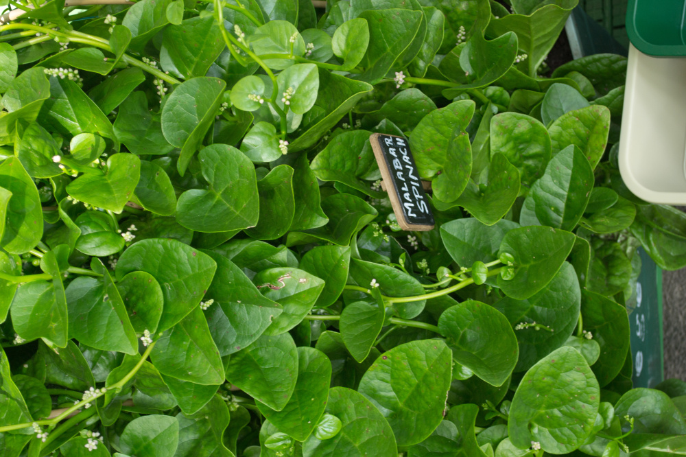 Basella alba / IPlantz