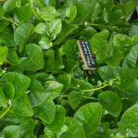 Basella alba / IPlantz