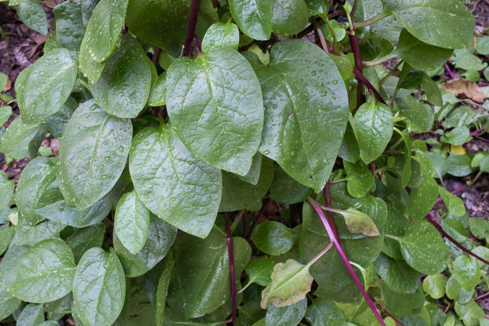 Basella alba / IPlantz