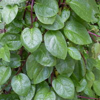 Basella alba / IPlantz