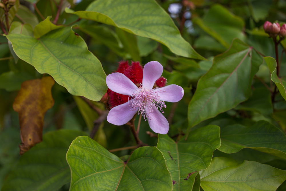 Bixa orellana / IPlantz