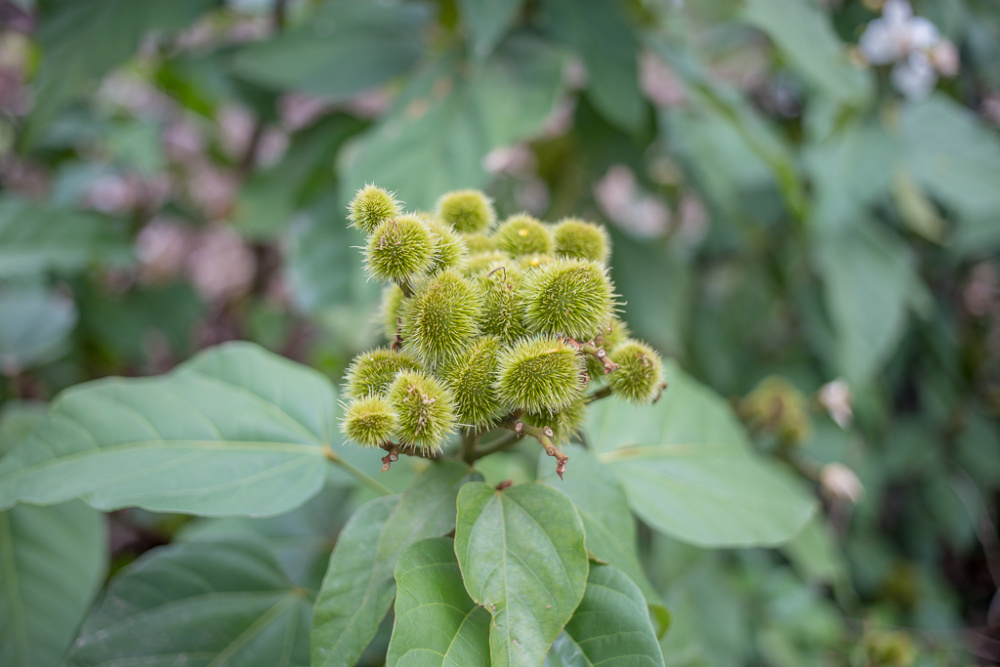 Bixa orellana / IPlantz