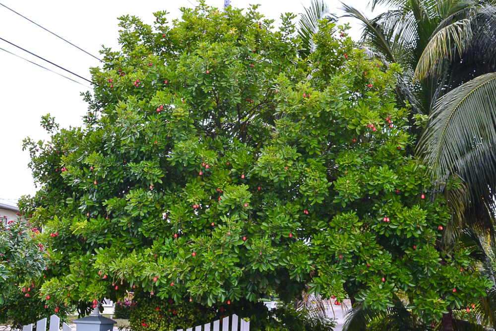 Blighia sapida / IPlantz