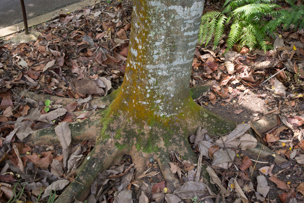 Adenanthera pavonina / IPlantz