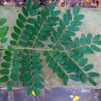 Adenanthera pavonina / IPlantz