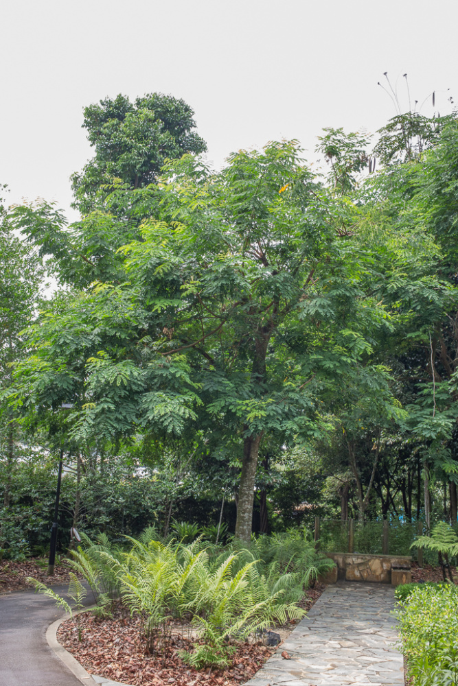 Adenanthera pavonina / IPlantz