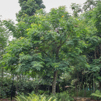 Adenanthera pavonina / IPlantz