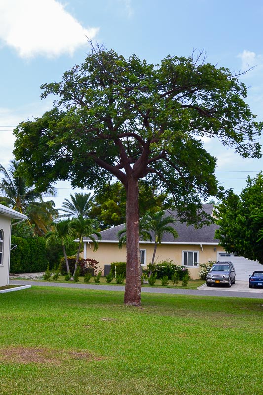 Bursera simaruba / IPlantz