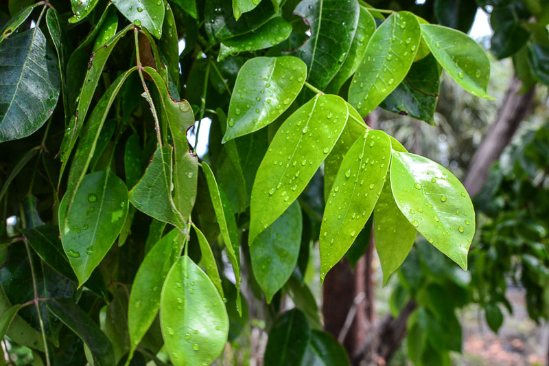 Bursera simaruba / IPlantz