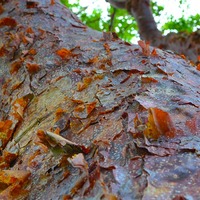 Bursera simaruba / IPlantz