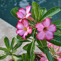 Adenium obesum / IPlantz