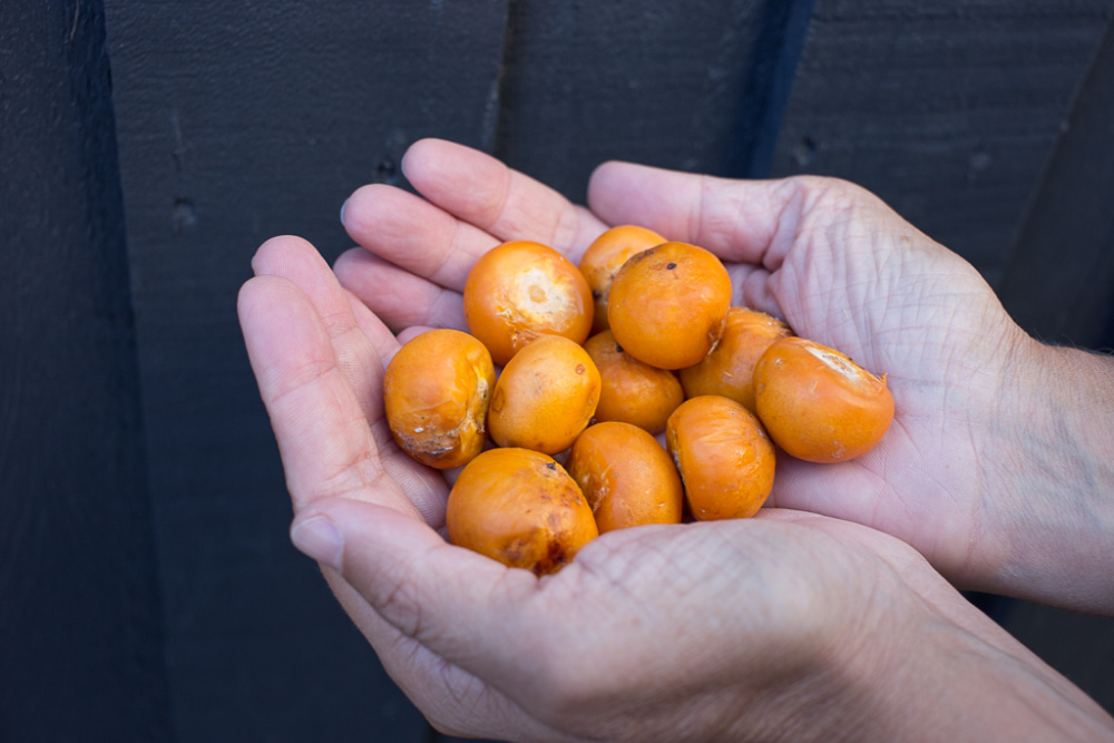 Butia capitata / IPlantz