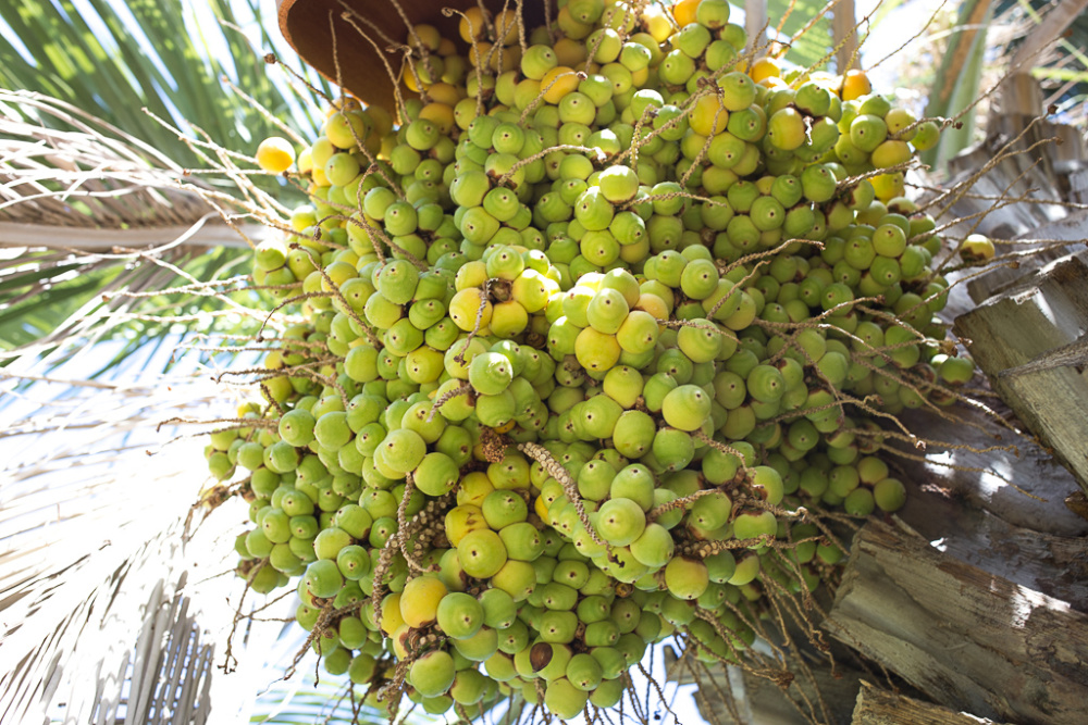 Butia capitata / IPlantz