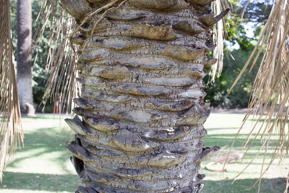 Butia capitata / IPlantz