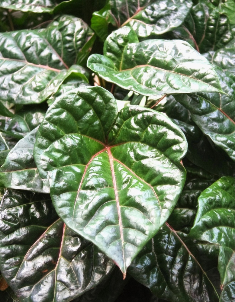 Abelmoschus manihot / IPlantz