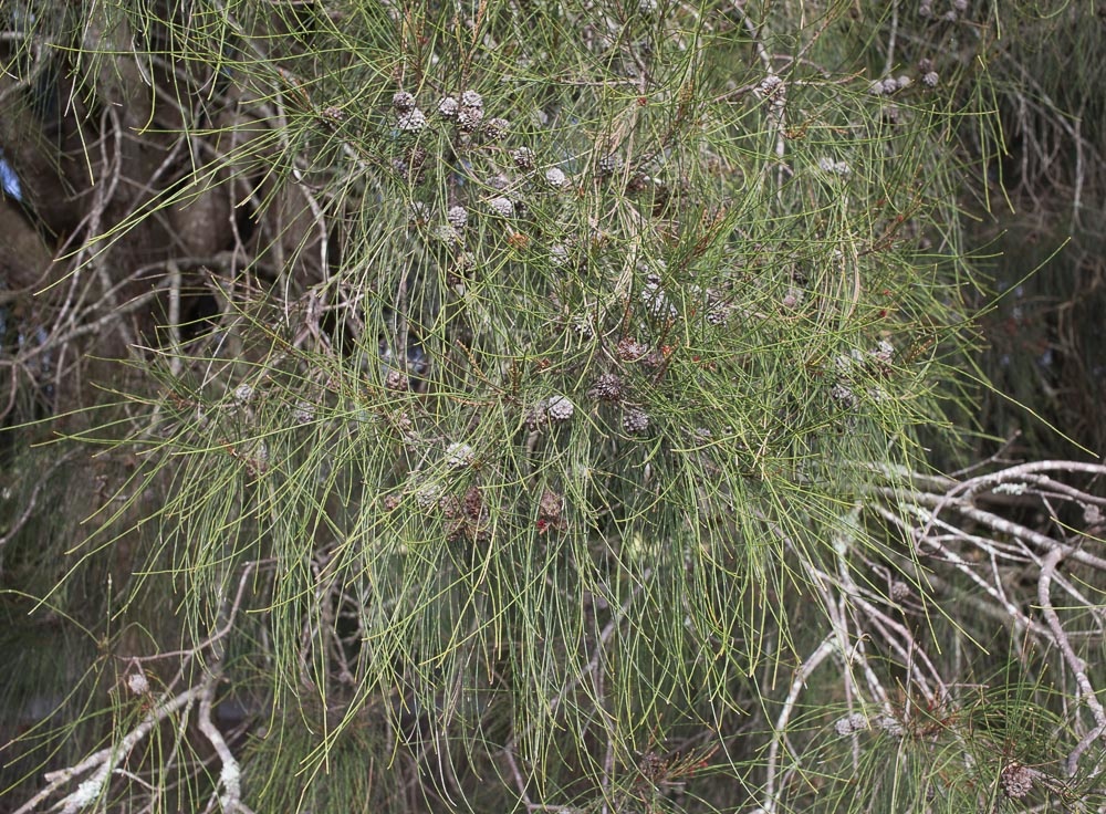 Casuarina glauca / IPlantz