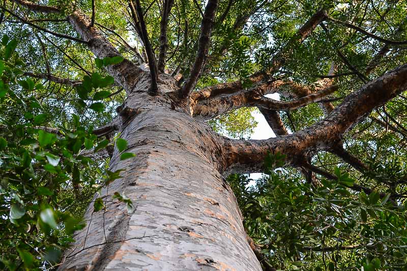 Agathis robusta / IPlantz