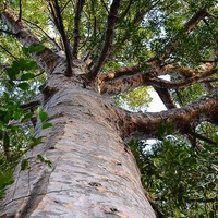 Agathis robusta / IPlantz