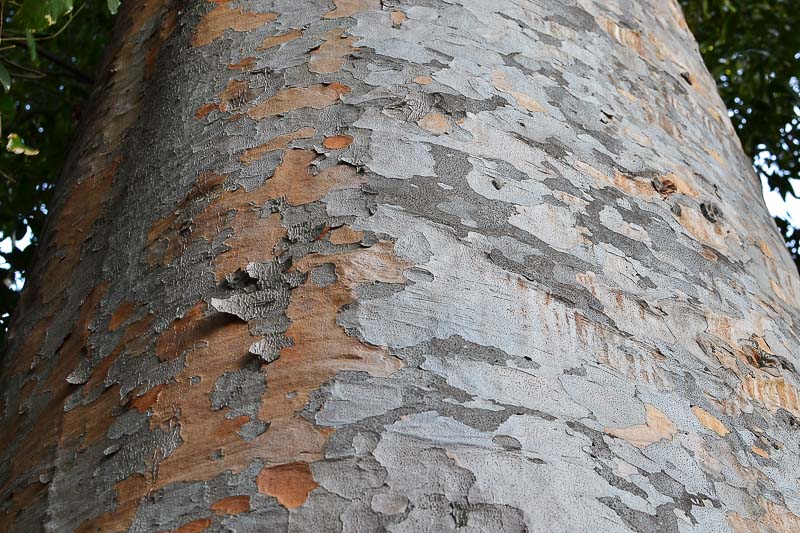 Agathis robusta / IPlantz