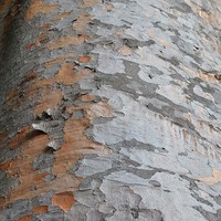 Agathis robusta / IPlantz