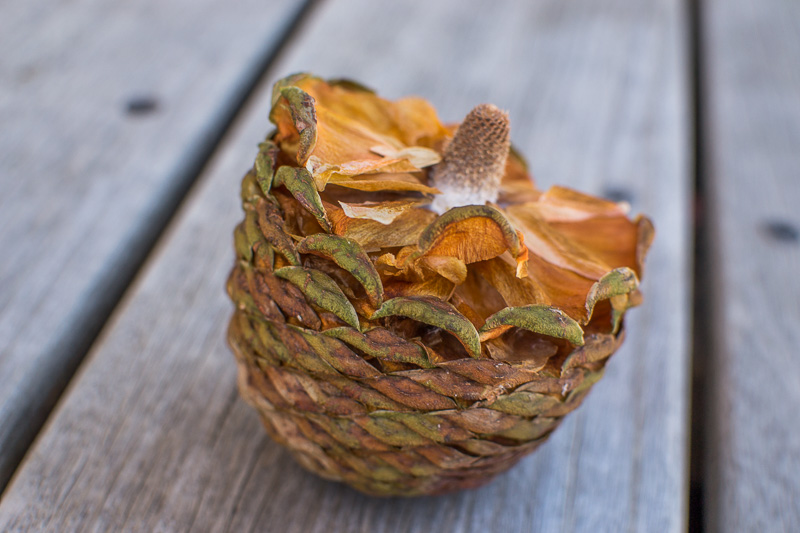 Agathis robusta / IPlantz