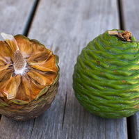 Agathis robusta / IPlantz