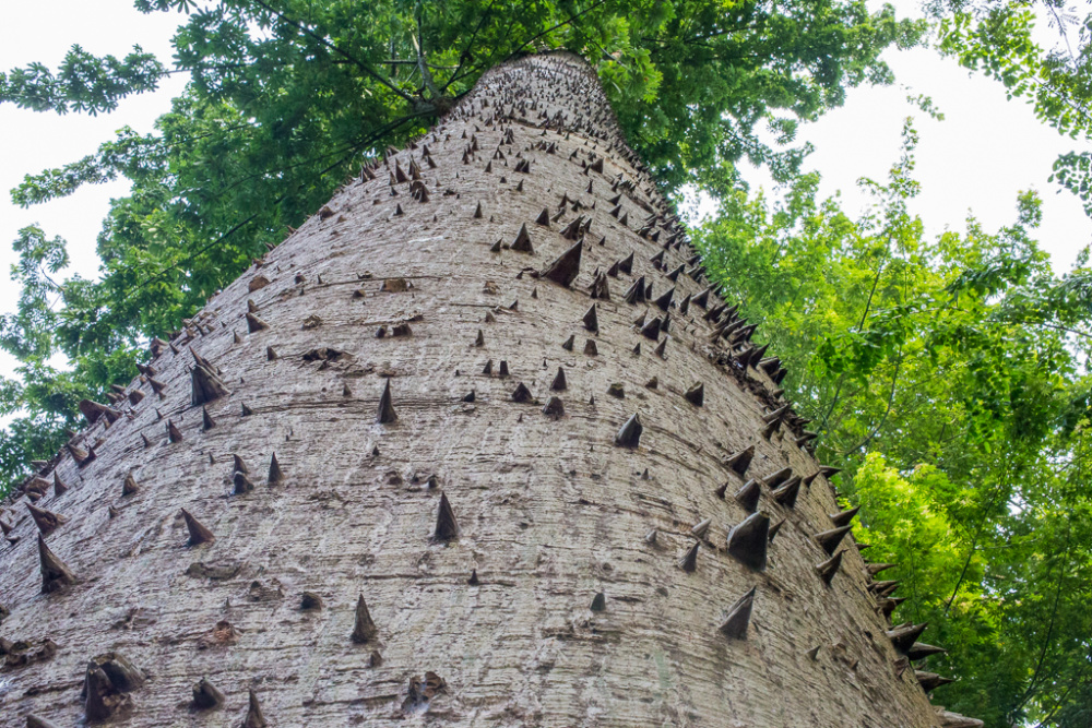 Ceiba pentandra / IPlantz
