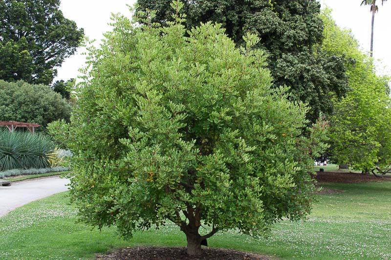 Ceratonia siliqua / IPlantz